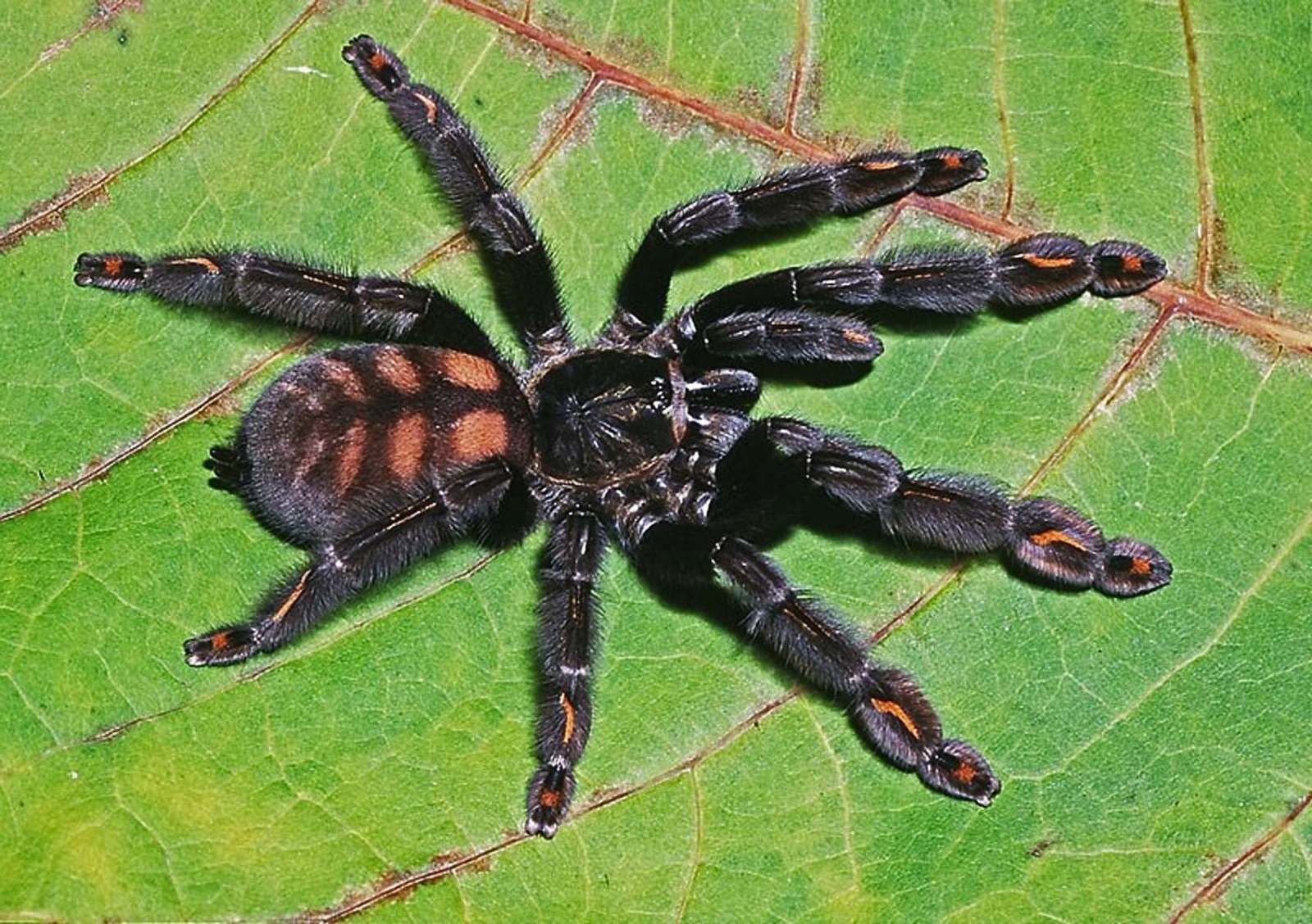 Psalmopoeinae – birdspidersCH
