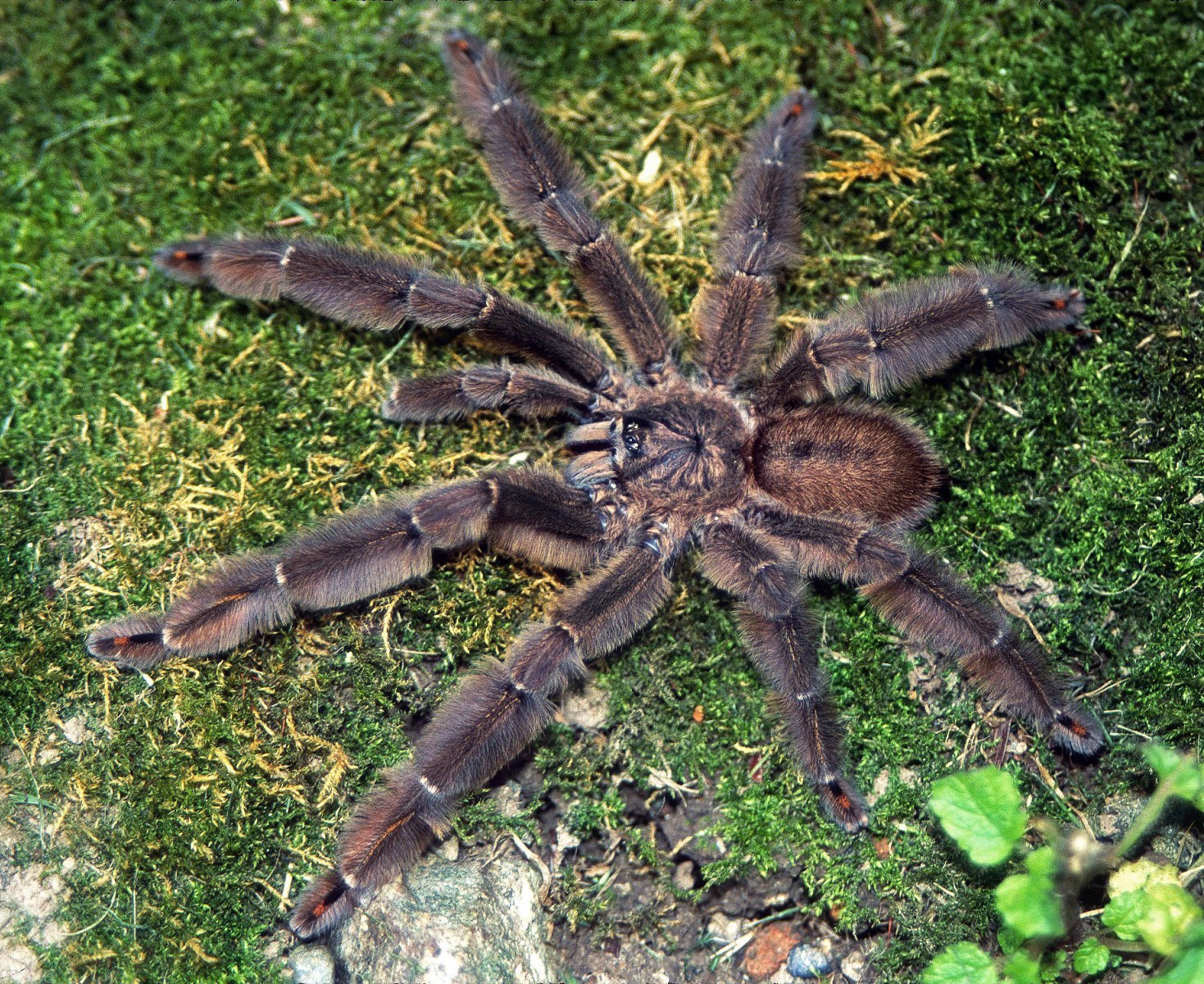 Psalmopoeinae – birdspidersCH