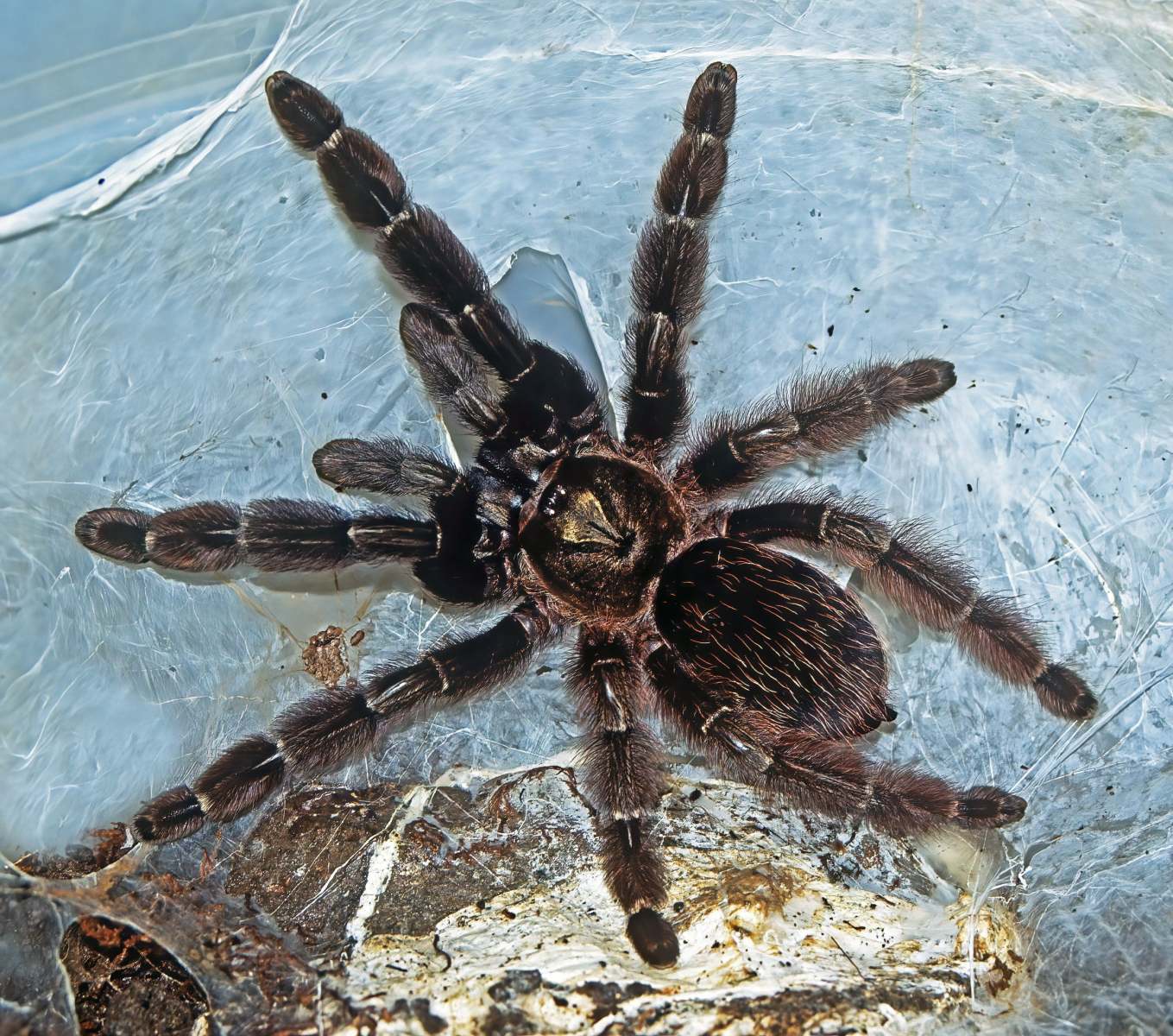 Psalmopoeinae – birdspidersCH