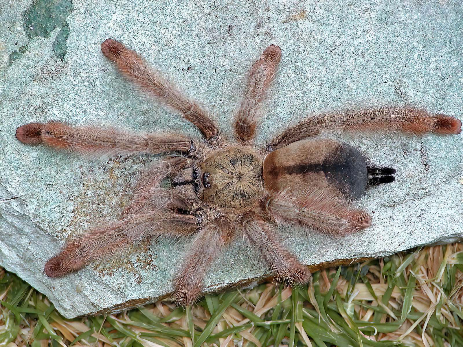 Psalmopoeinae – birdspidersCH