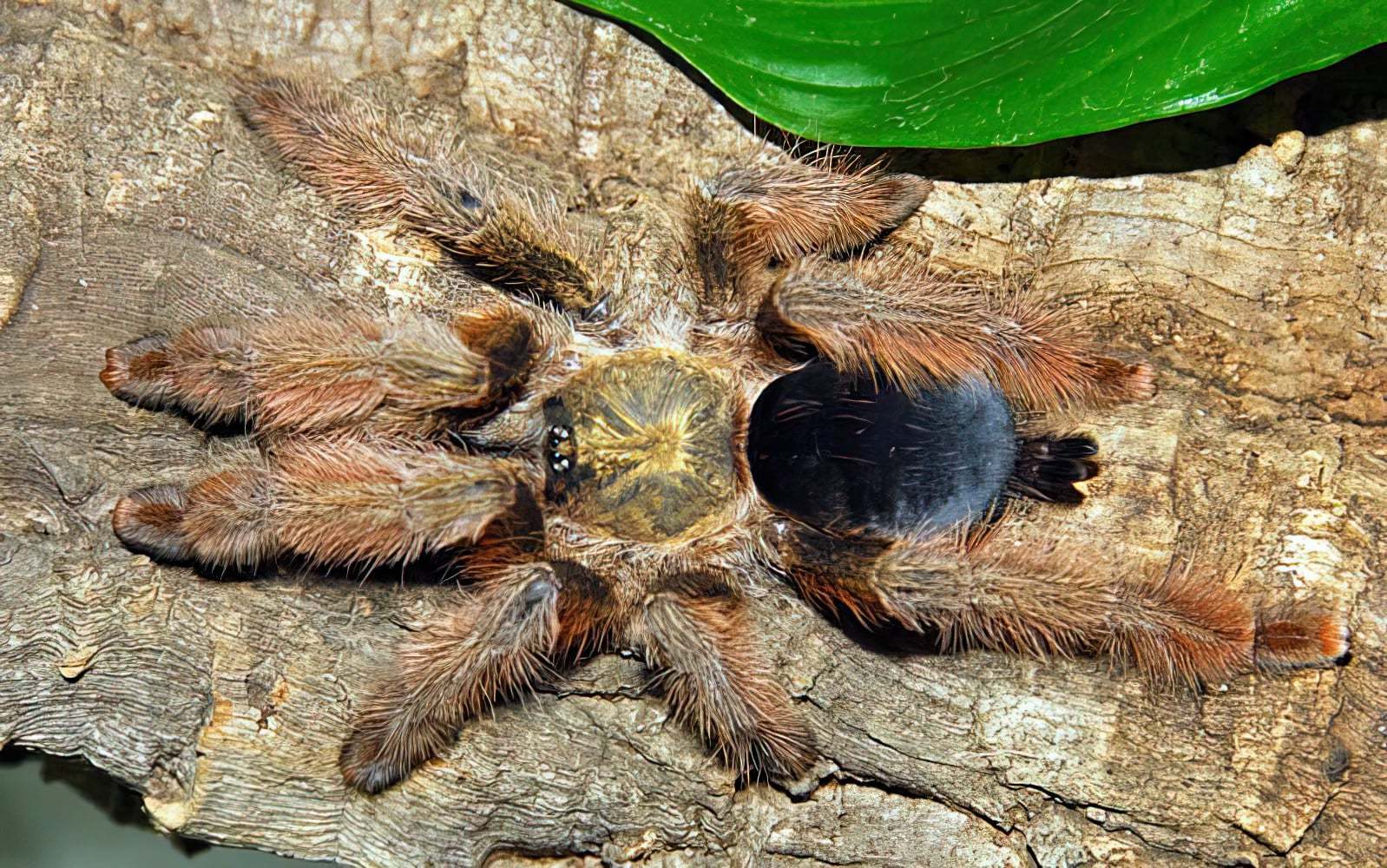 Psalmopoeinae – birdspidersCH