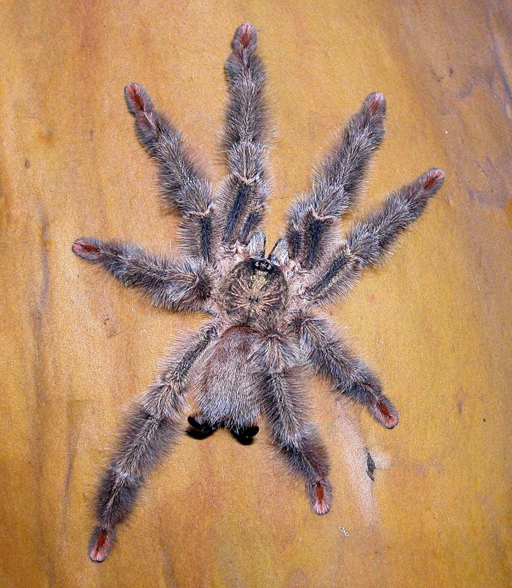 Psalmopoeinae – birdspidersCH