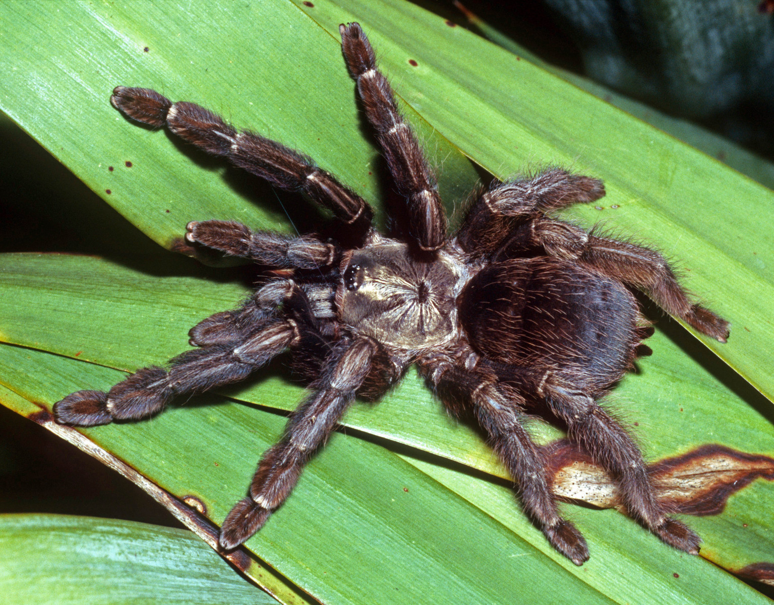 Psalmopoeinae – birdspidersCH