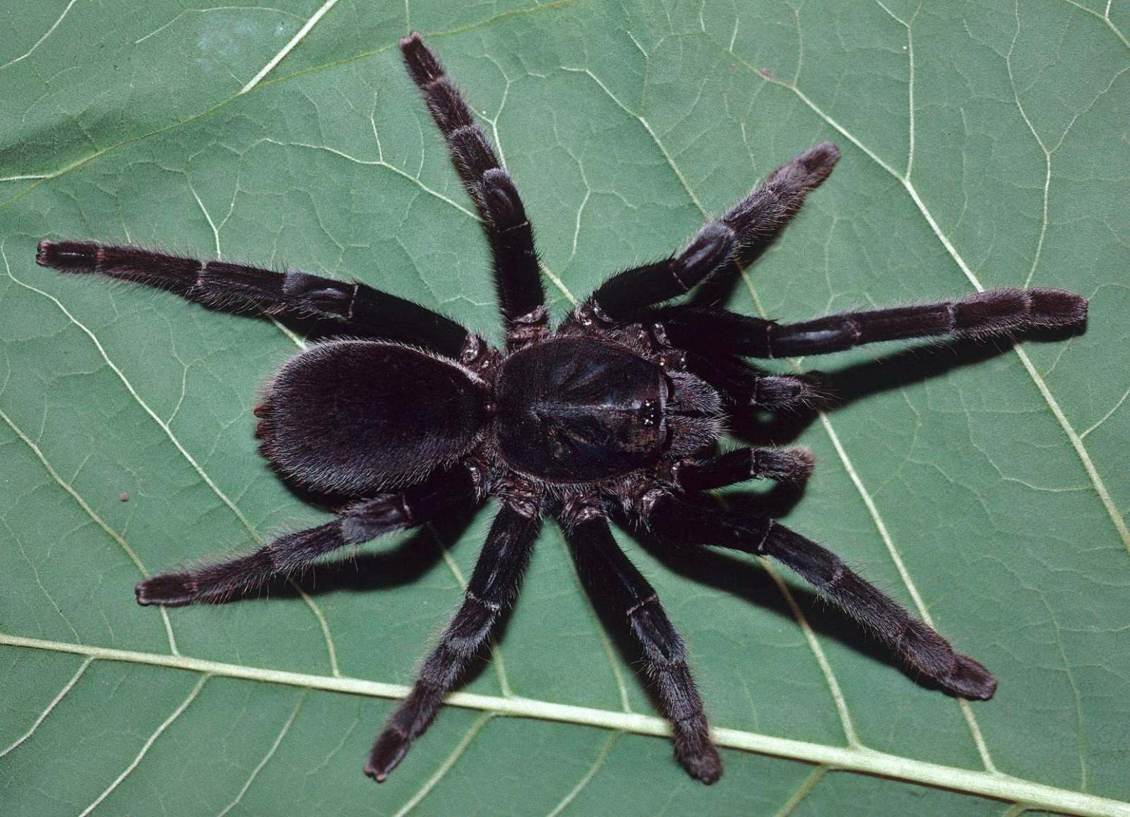 Selenocosmiinae - birdspidersCH