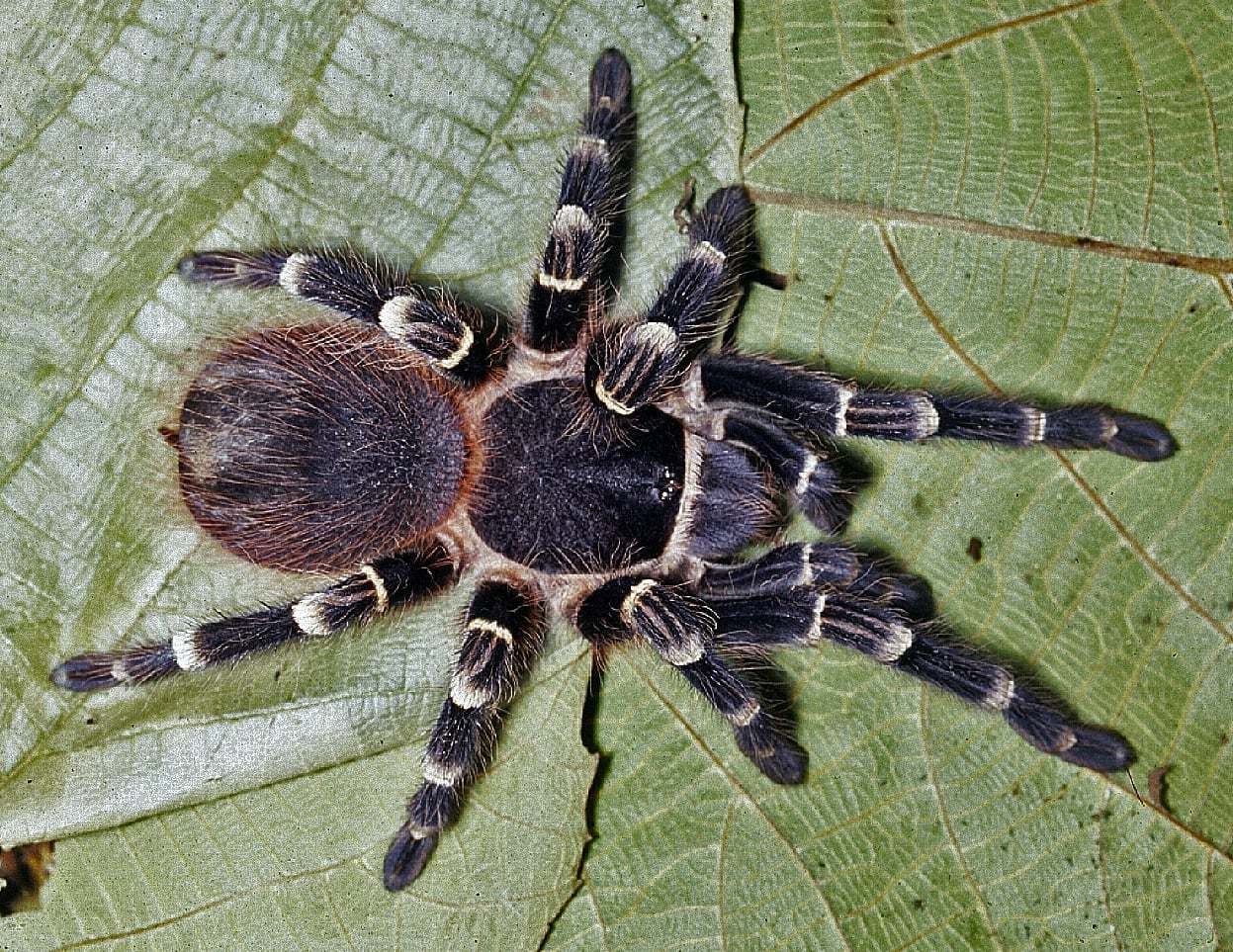 The Tarantula Gallery - birdspidersCH