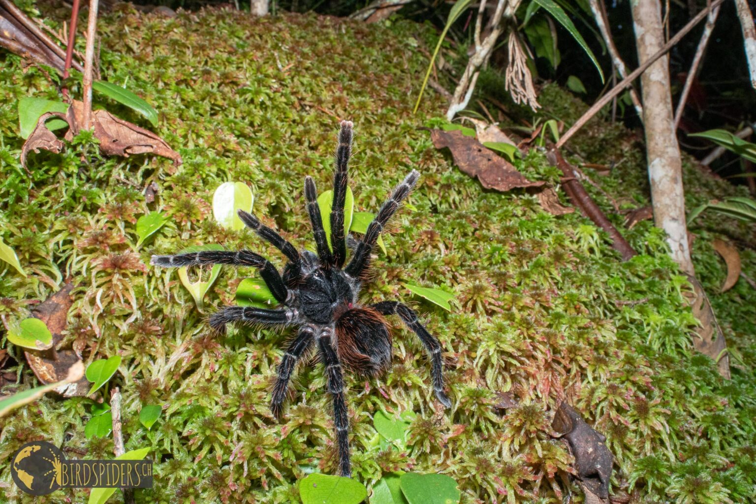 Rare Dwarf Tarantula from Colombia - Aguapanela arvi - birdspidersCH