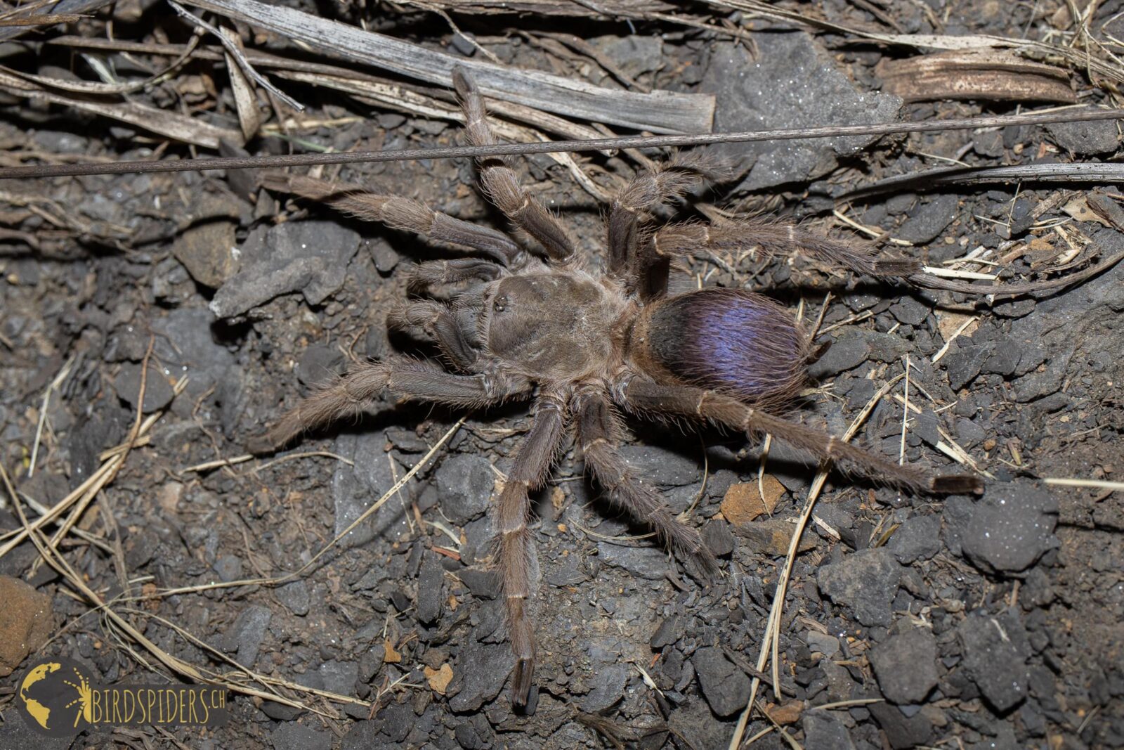 Beautiful Yellow Blue Tarantula from Colombia – Pseudhapalopus ...