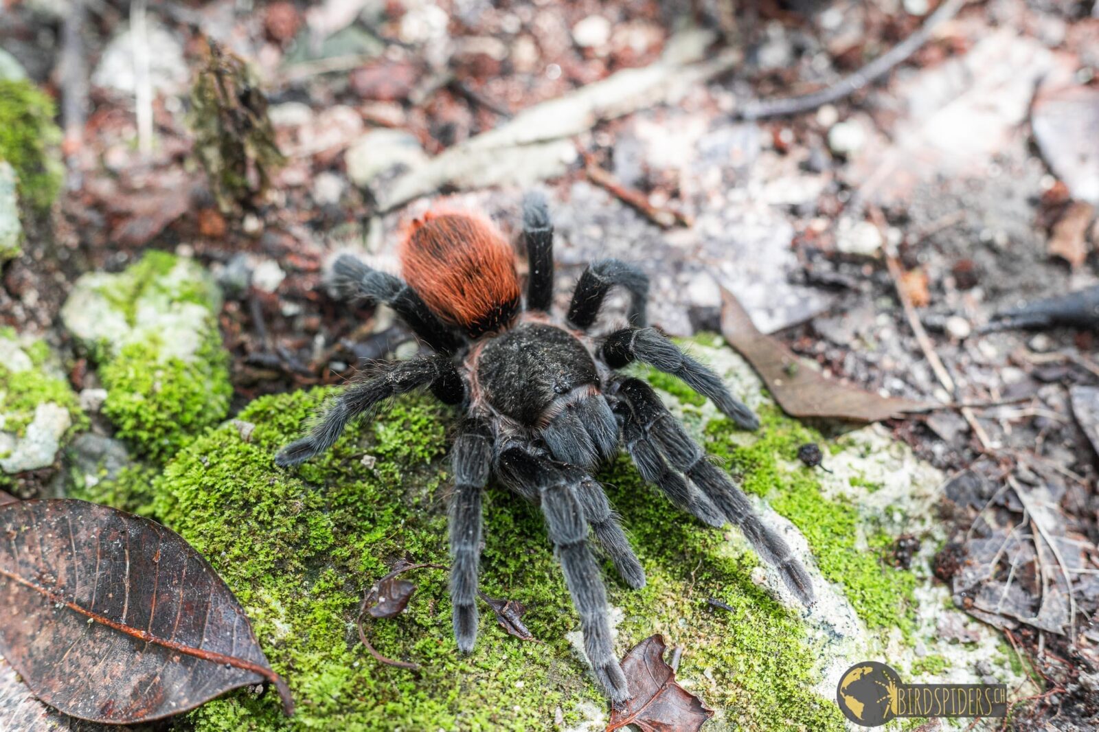 Acanthoscurria geniculata - birdspidersCH