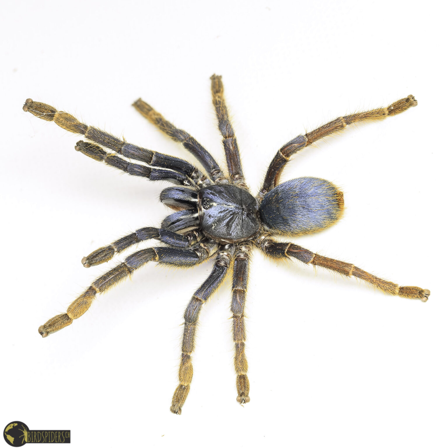 Vitalius chromatus - birdspidersCH